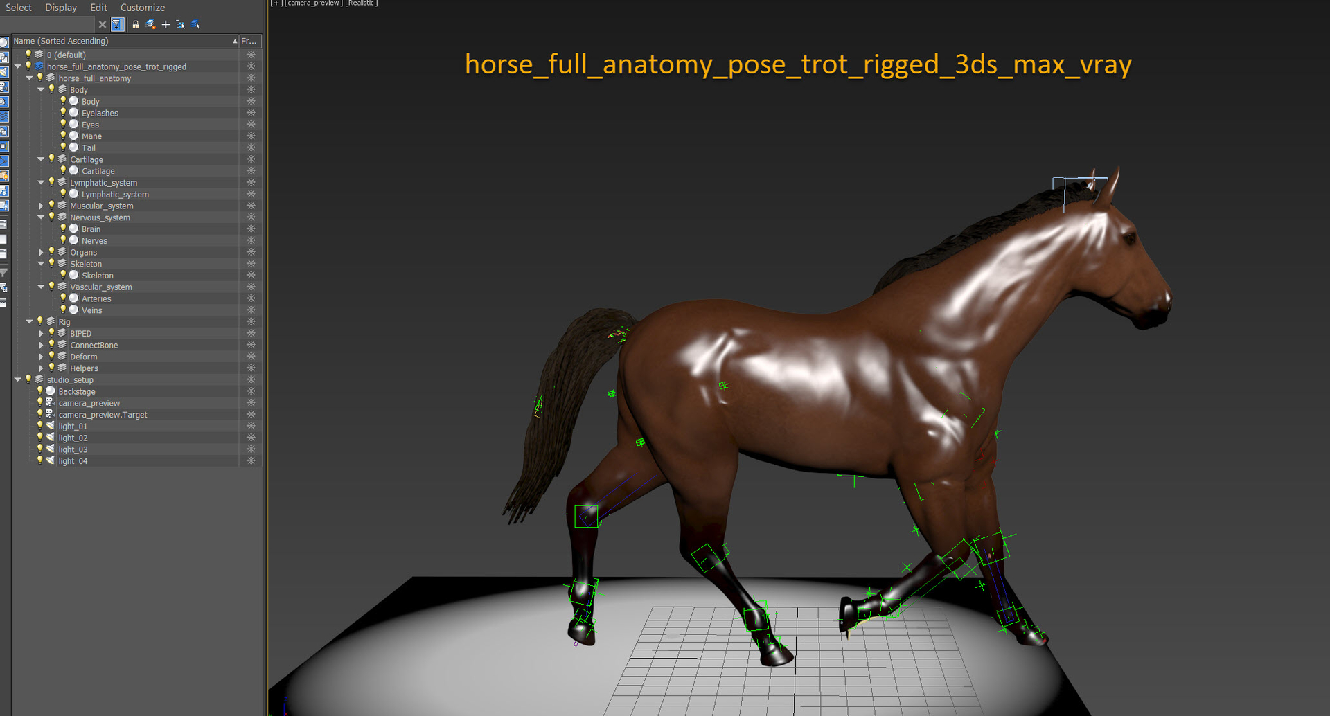 3D skin horse anatomy animation model - TurboSquid 1465543