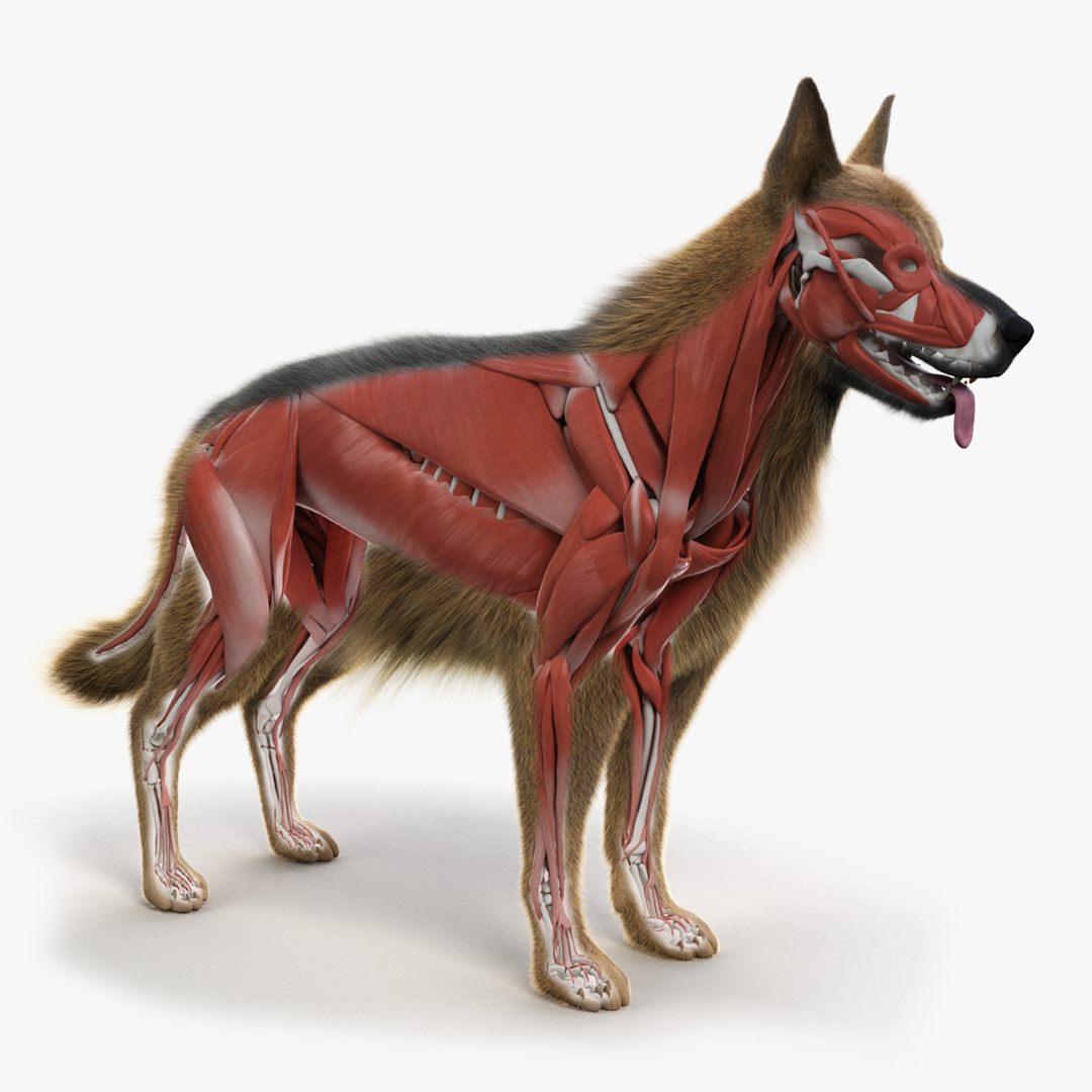 3D skin german shepherd skeleton - TurboSquid 1431746