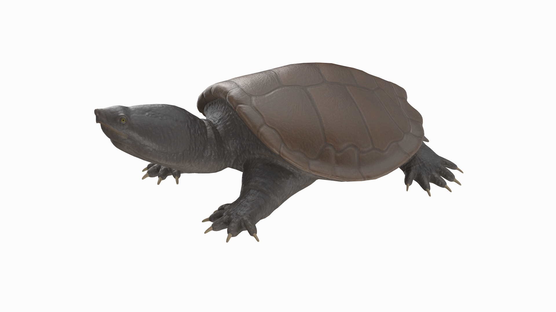 3D common snapping turtle model - TurboSquid 1466049