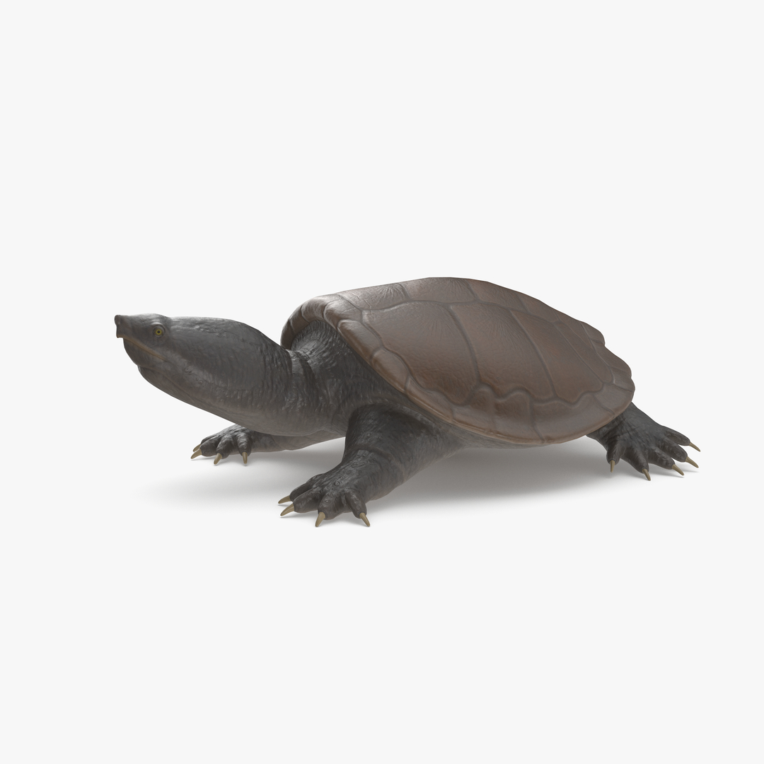 3D common snapping turtle model - TurboSquid 1466049