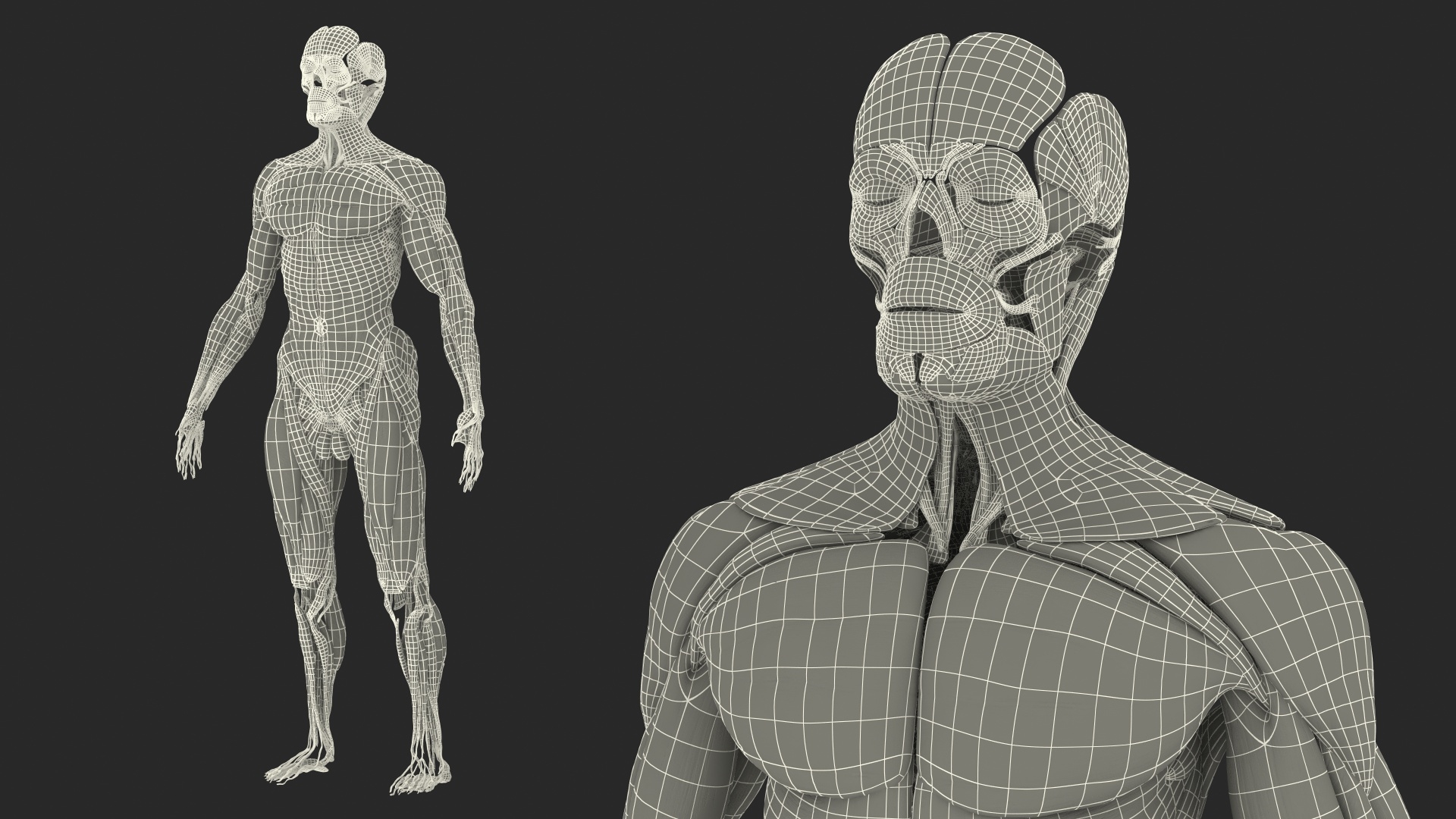 modelo 3d Sistema muscular masculino de cuerpo completo - TurboSquid ...