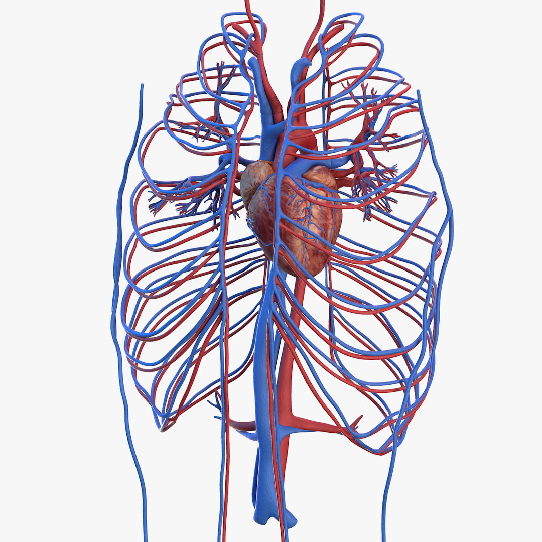 Human cardiovascular vascular model - TurboSquid 1467045