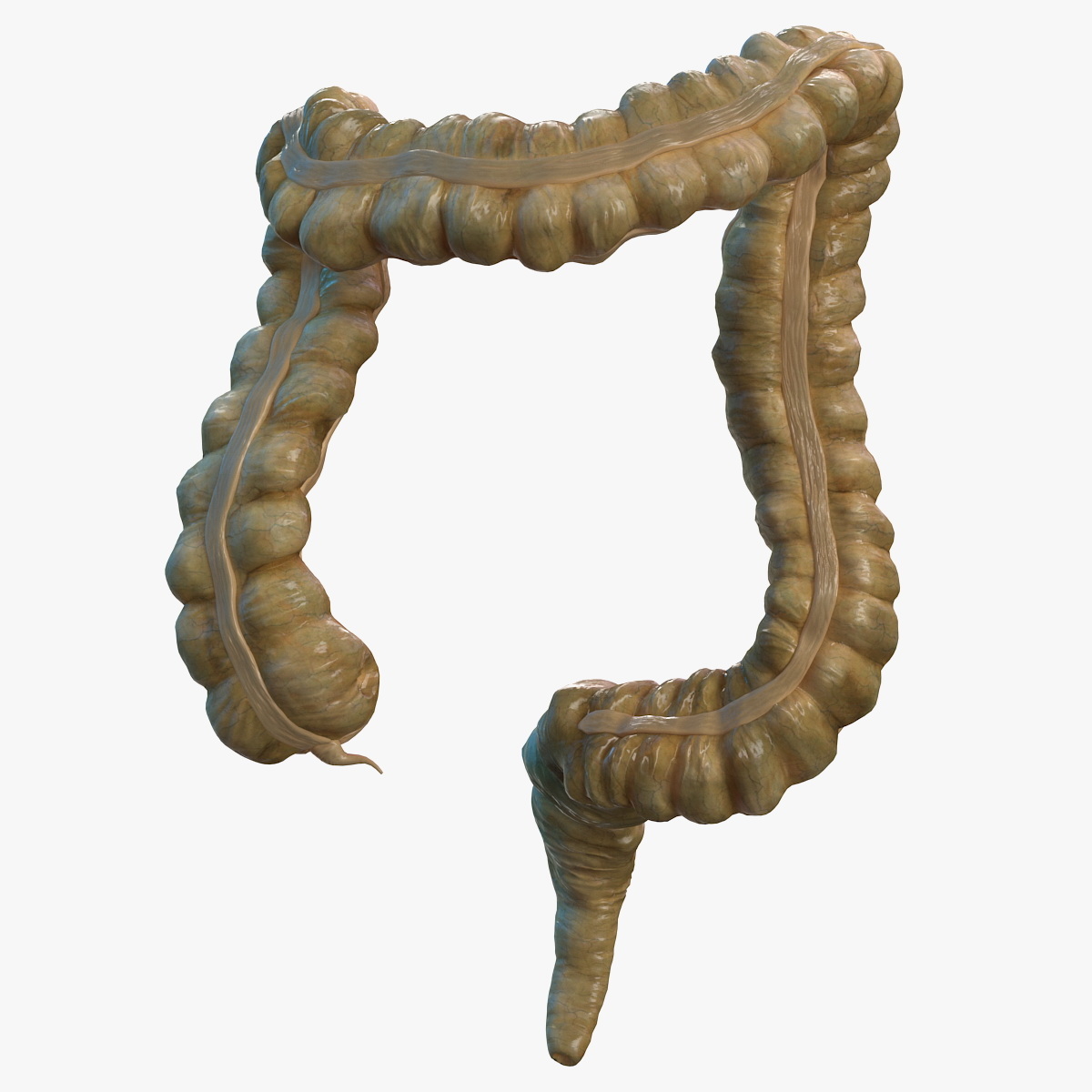 Human colon 3D model - TurboSquid 1467055