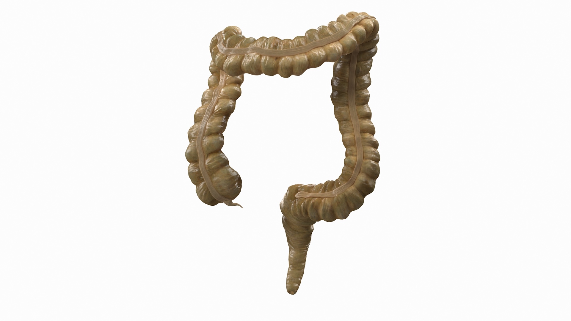 Human colon 3D model - TurboSquid 1467055