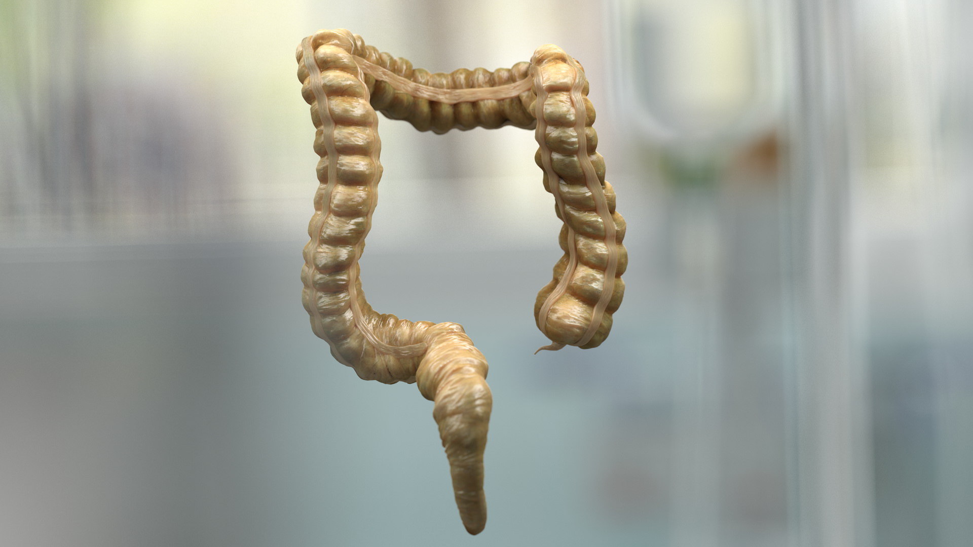 Human colon 3D model - TurboSquid 1467055