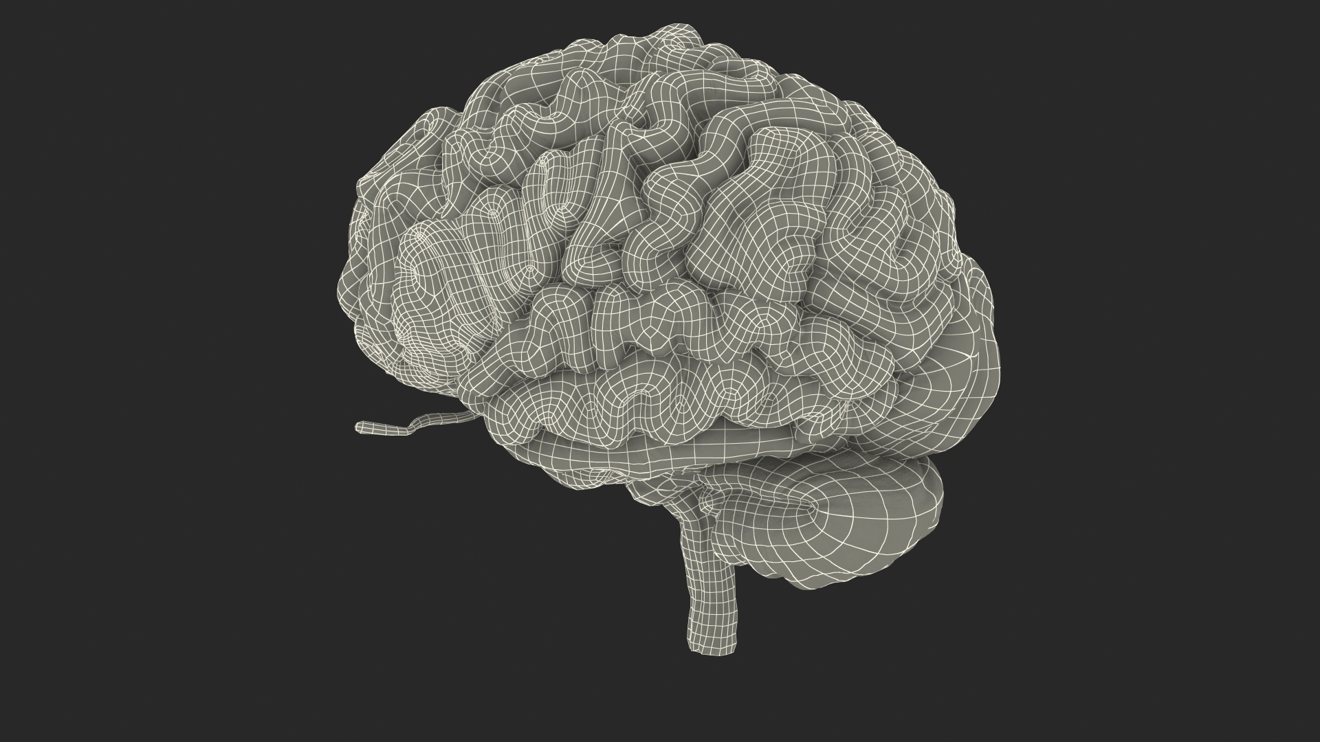 3D human brain anatomy section - TurboSquid 1467288