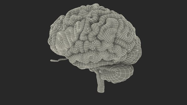 3D human brain anatomy section - TurboSquid 1467288