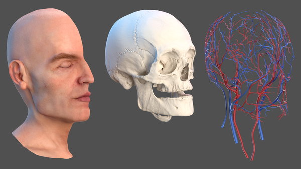 Anatomical male head neck model - TurboSquid 1467452