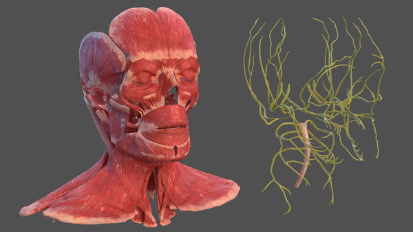 Anatomical male head neck model - TurboSquid 1467452