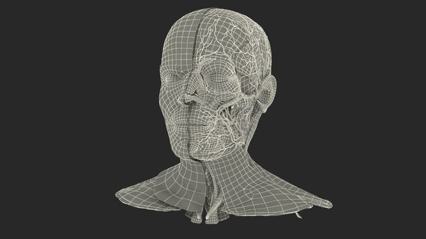 Anatomical male head neck model - TurboSquid 1467452