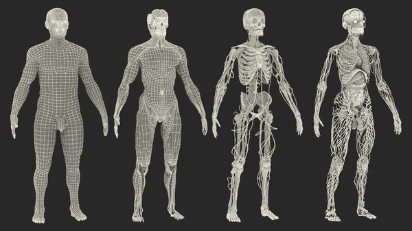 3D male body anatomy skin - TurboSquid 1467539