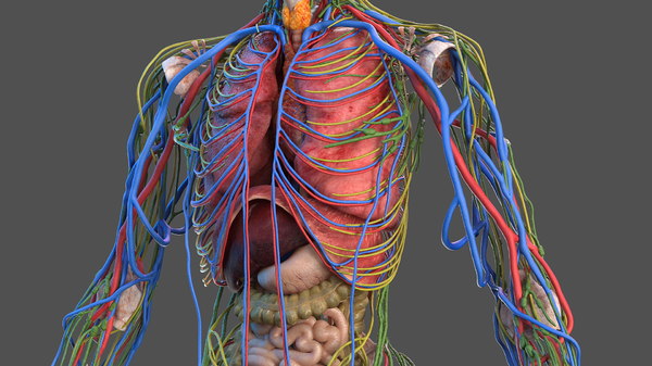 3D male body anatomy skin - TurboSquid 1467539