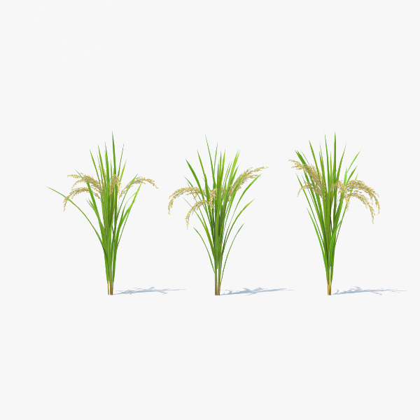 3D Rice Models | TurboSquid