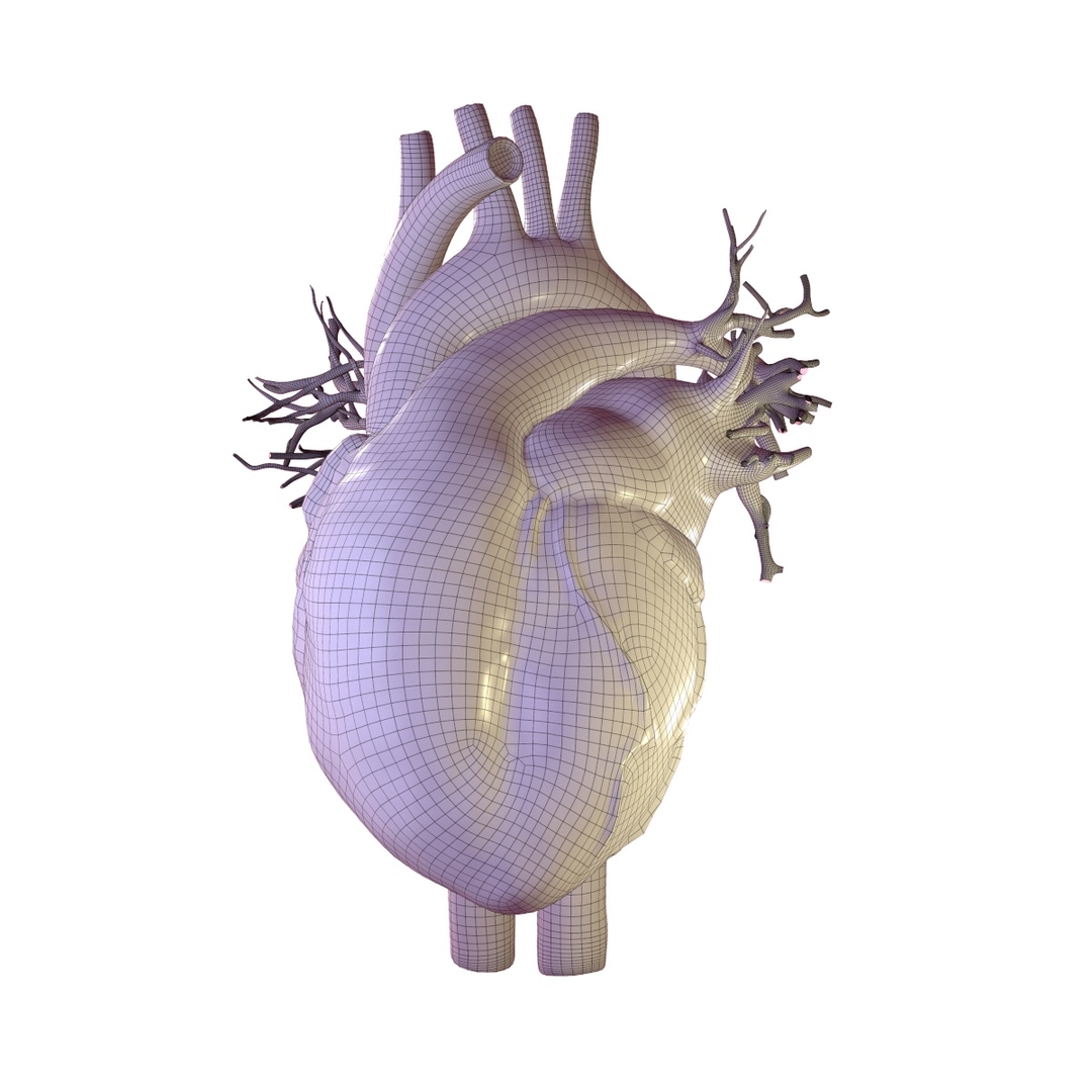 Human heart animation 3D model - TurboSquid 1473267