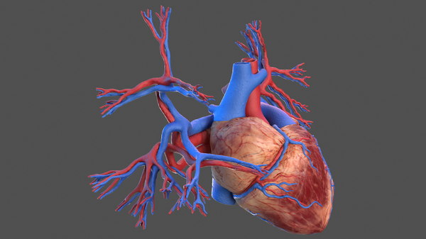 3D human heart bronchi - TurboSquid 1468289