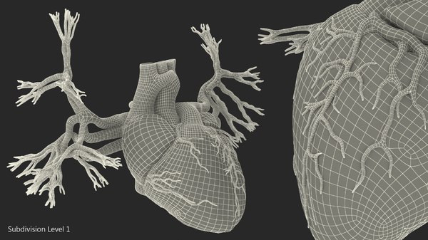 3D human heart bronchi - TurboSquid 1468289