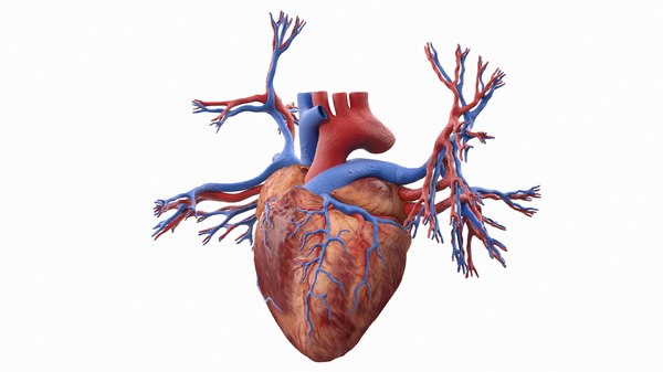 3D human heart bronchi - TurboSquid 1468289