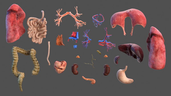 Human internal organs anatomy model - TurboSquid 1468295 Human internal organs anatomy model - TurboSquid 1468295