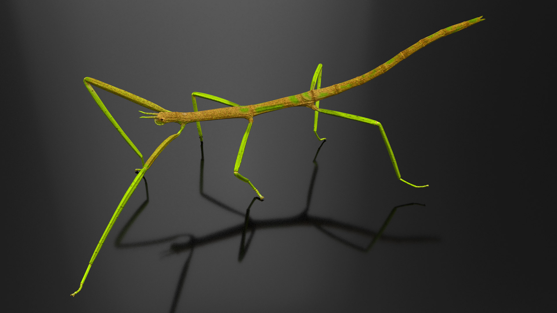 3D phasmatodea stick insect walking - TurboSquid 1469121
