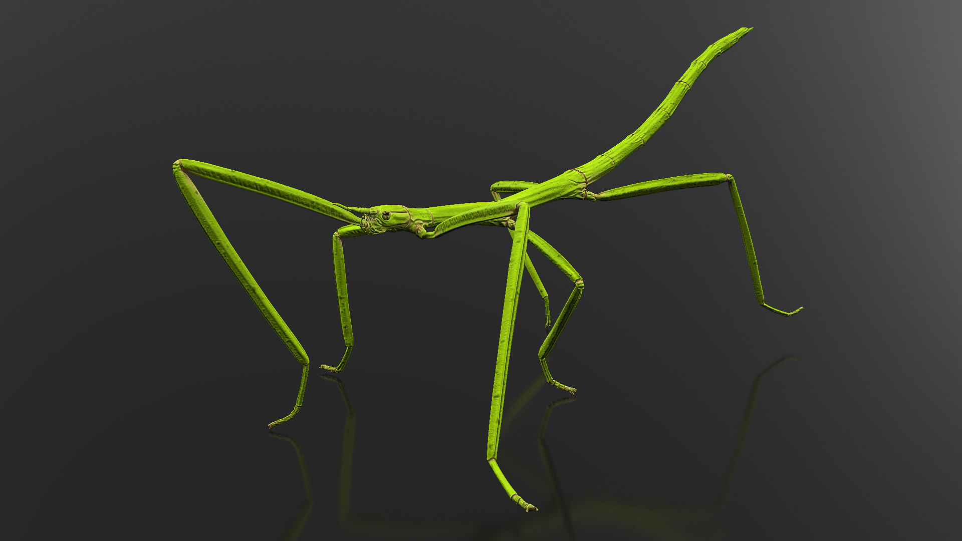 3D stick insect green walking - TurboSquid 1469125