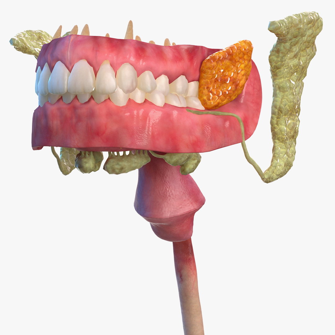 Human digestive anatomy 3D model - TurboSquid 1468961