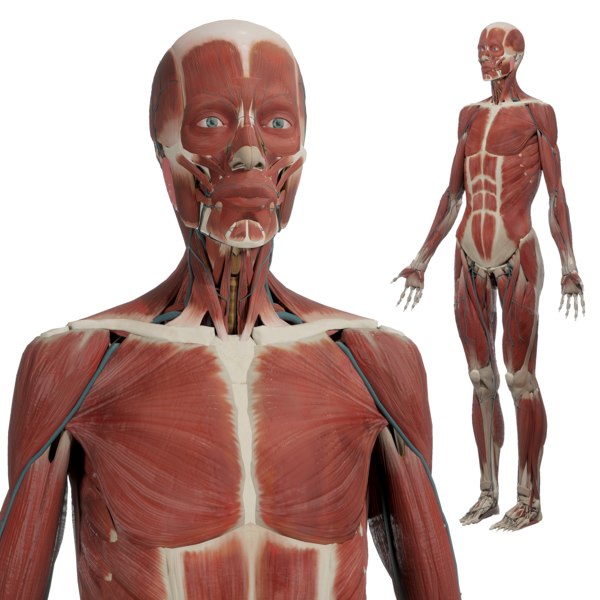 Muscular System 3D Models for Download | TurboSquid