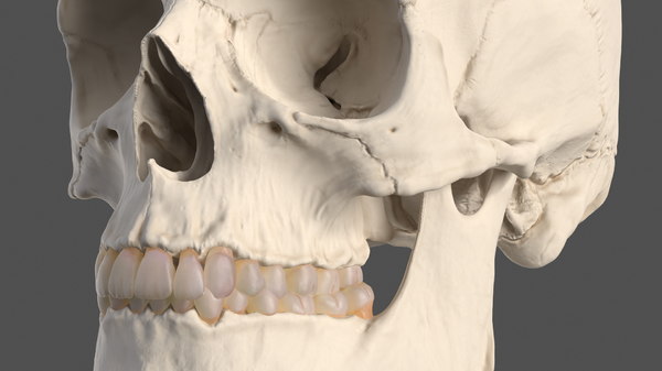 Human head bones 3D - TurboSquid 1469282