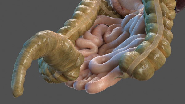 3D human stomach small intestine - TurboSquid 1469290