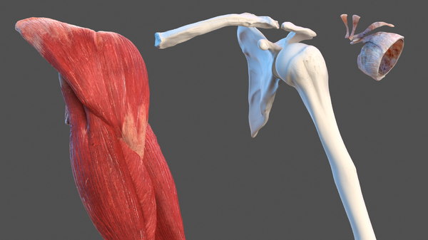 Male arm anatomy skin human model - TurboSquid 1469602