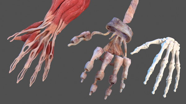 Male arm anatomy skin human model - TurboSquid 1469602