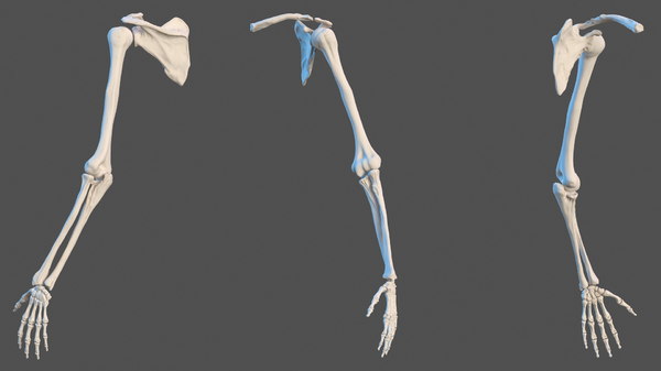 Male arm anatomy skin human model - TurboSquid 1469602