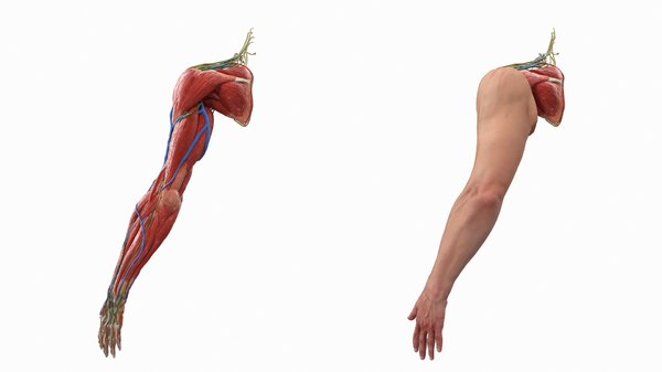 Male arm anatomy skin human model - TurboSquid 1469602