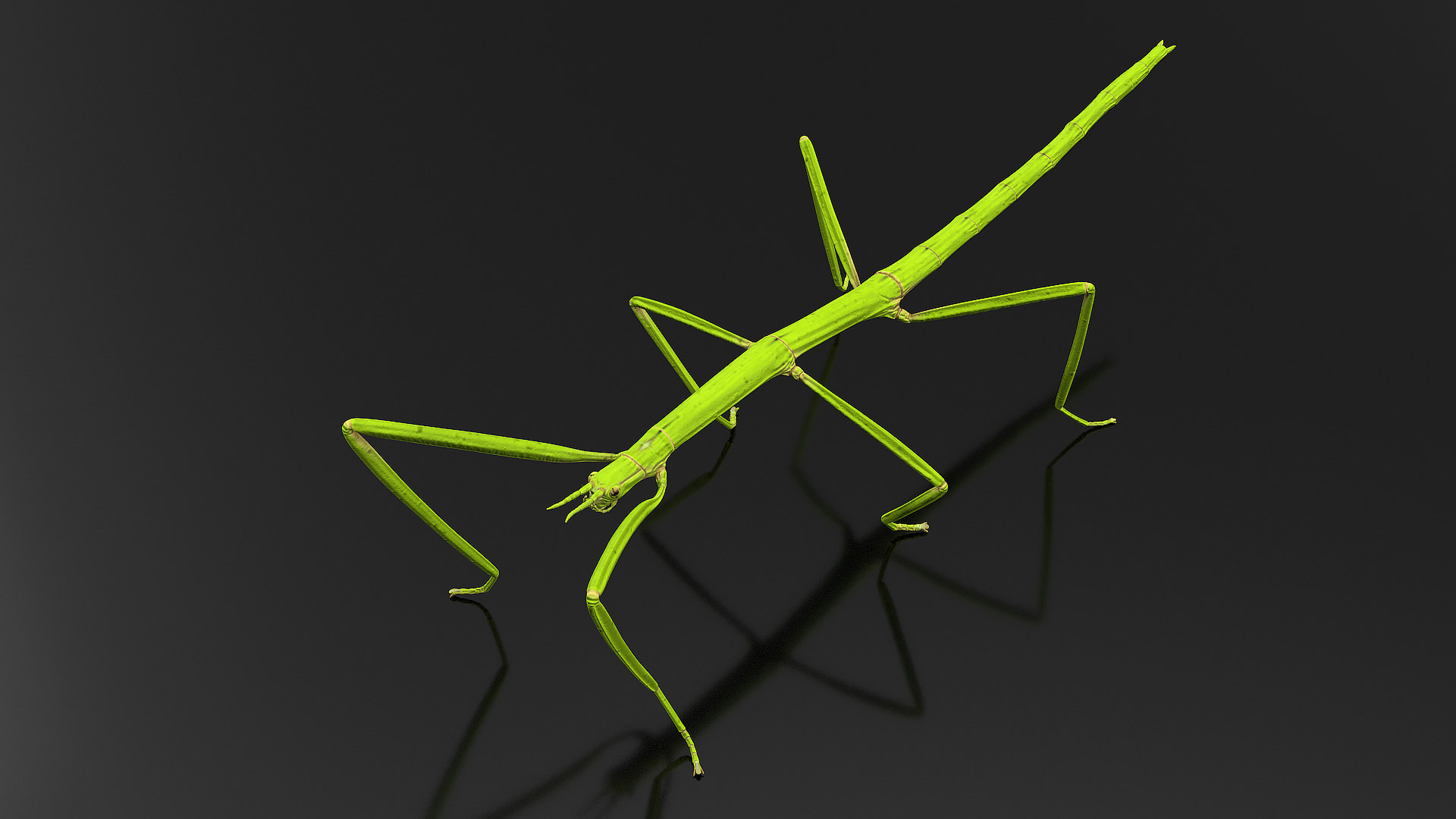 Stick insect green 3D model - TurboSquid 1469611