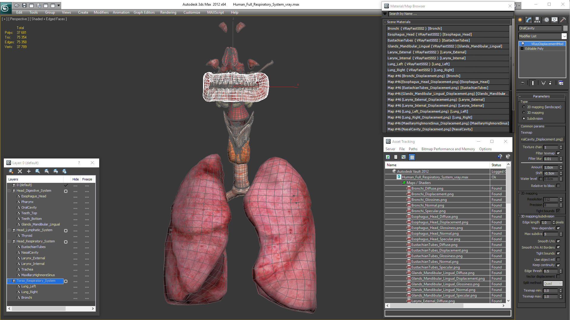 Sistema Respiratório Humano Completo Modelo 3D - TurboSquid 1469281