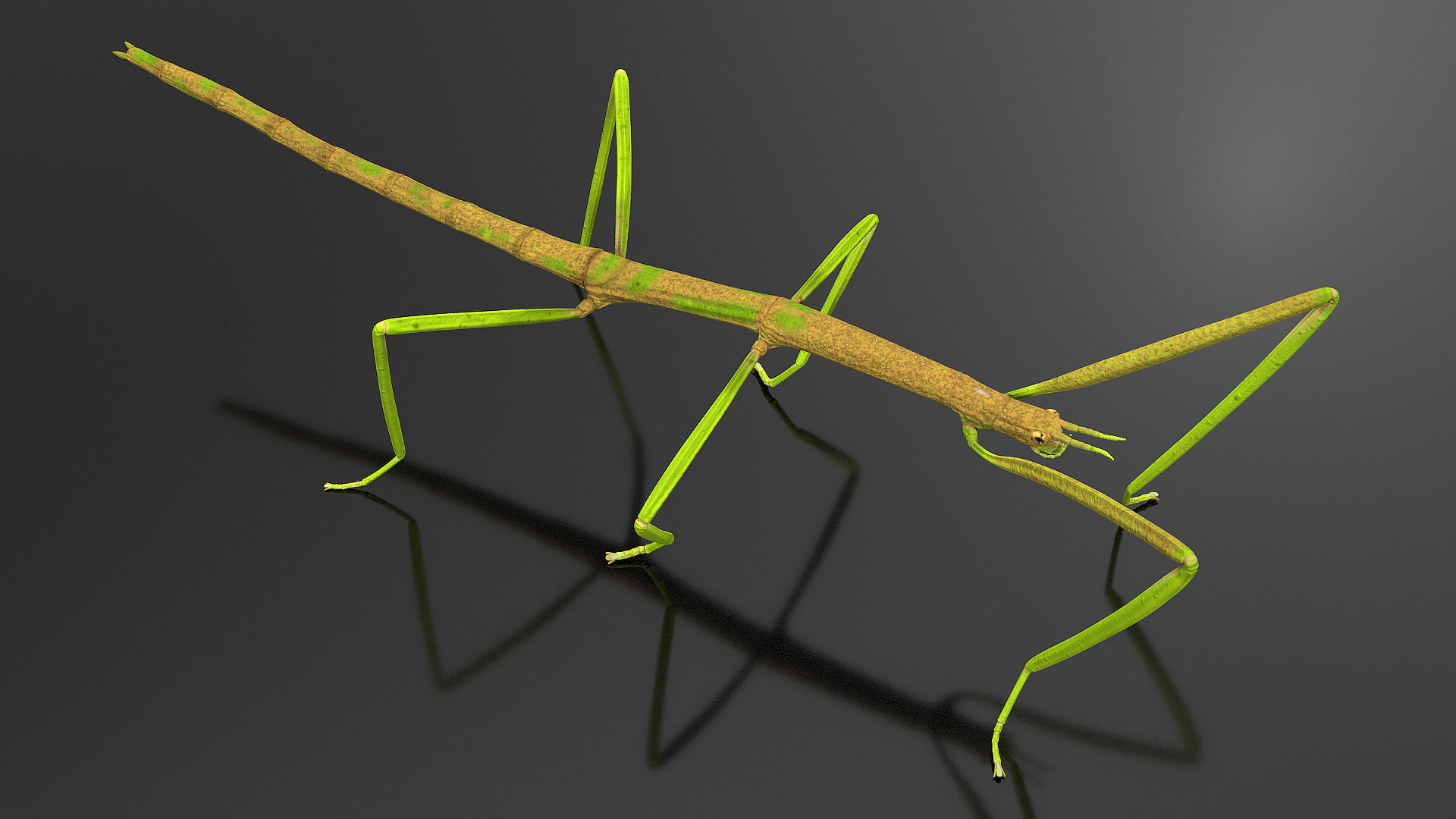 Phasmatodea stick insect 3D model - TurboSquid 1469605