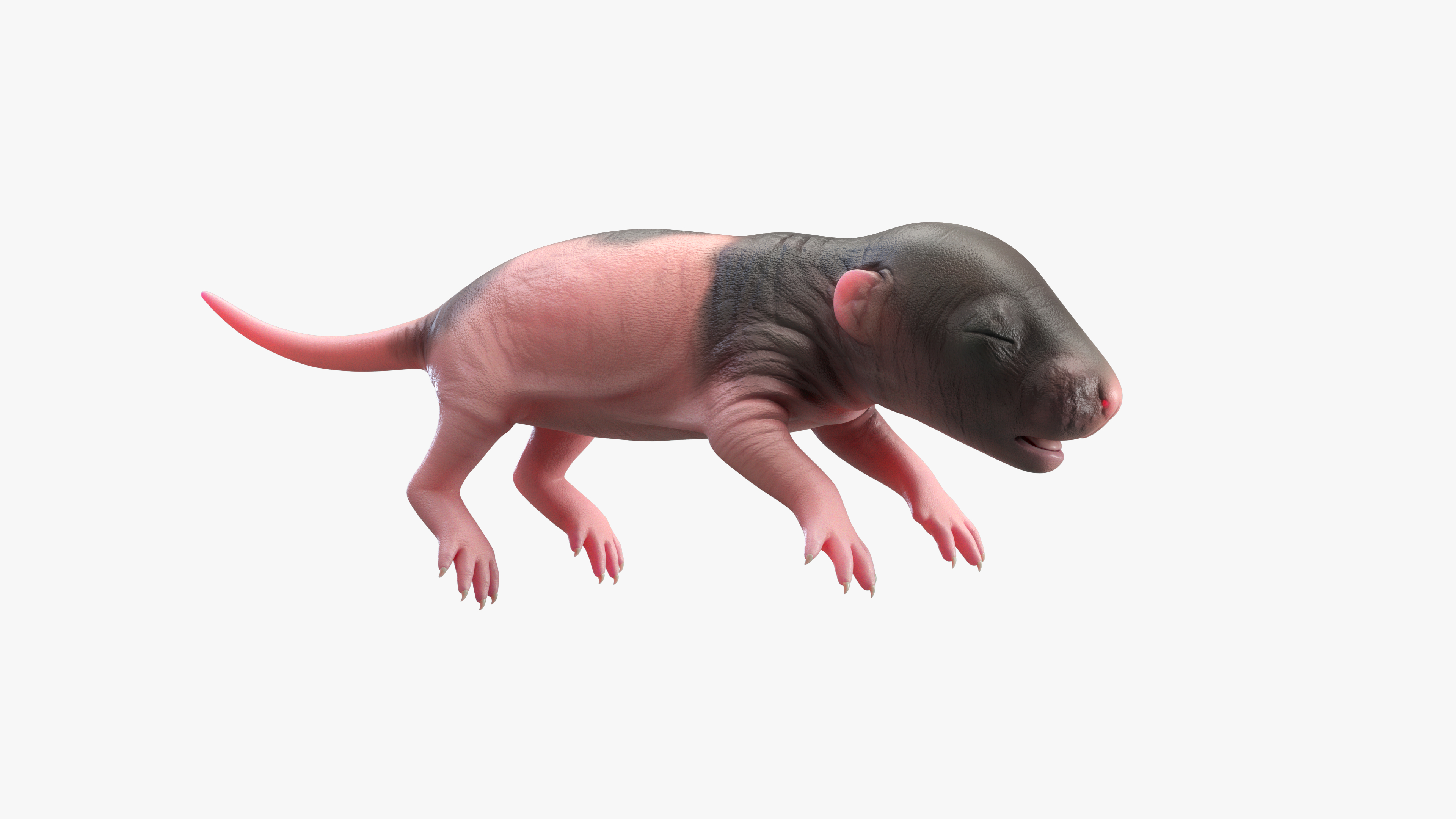 Rat baby 3D - TurboSquid 1469514