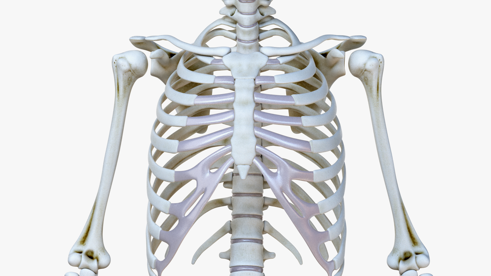 Female anatomy simplified model - TurboSquid 1469560