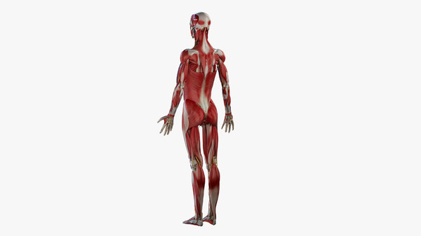 Female anatomy simplified model - TurboSquid 1469560