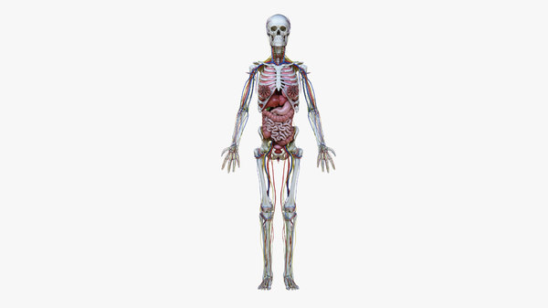 Female anatomy simplified model - TurboSquid 1469560