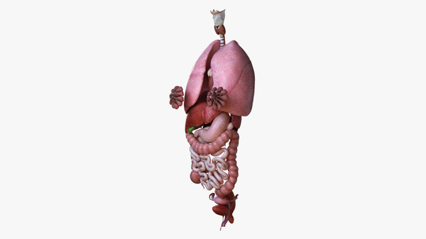 Female anatomy simplified model - TurboSquid 1469560