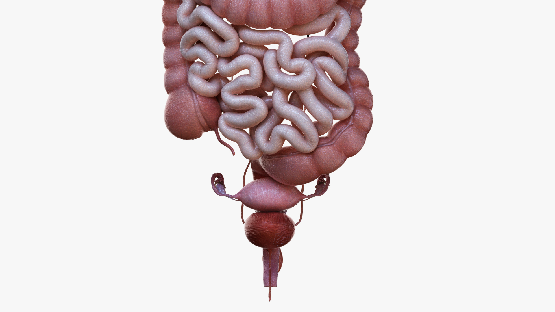 Female anatomy simplified model - TurboSquid 1469560