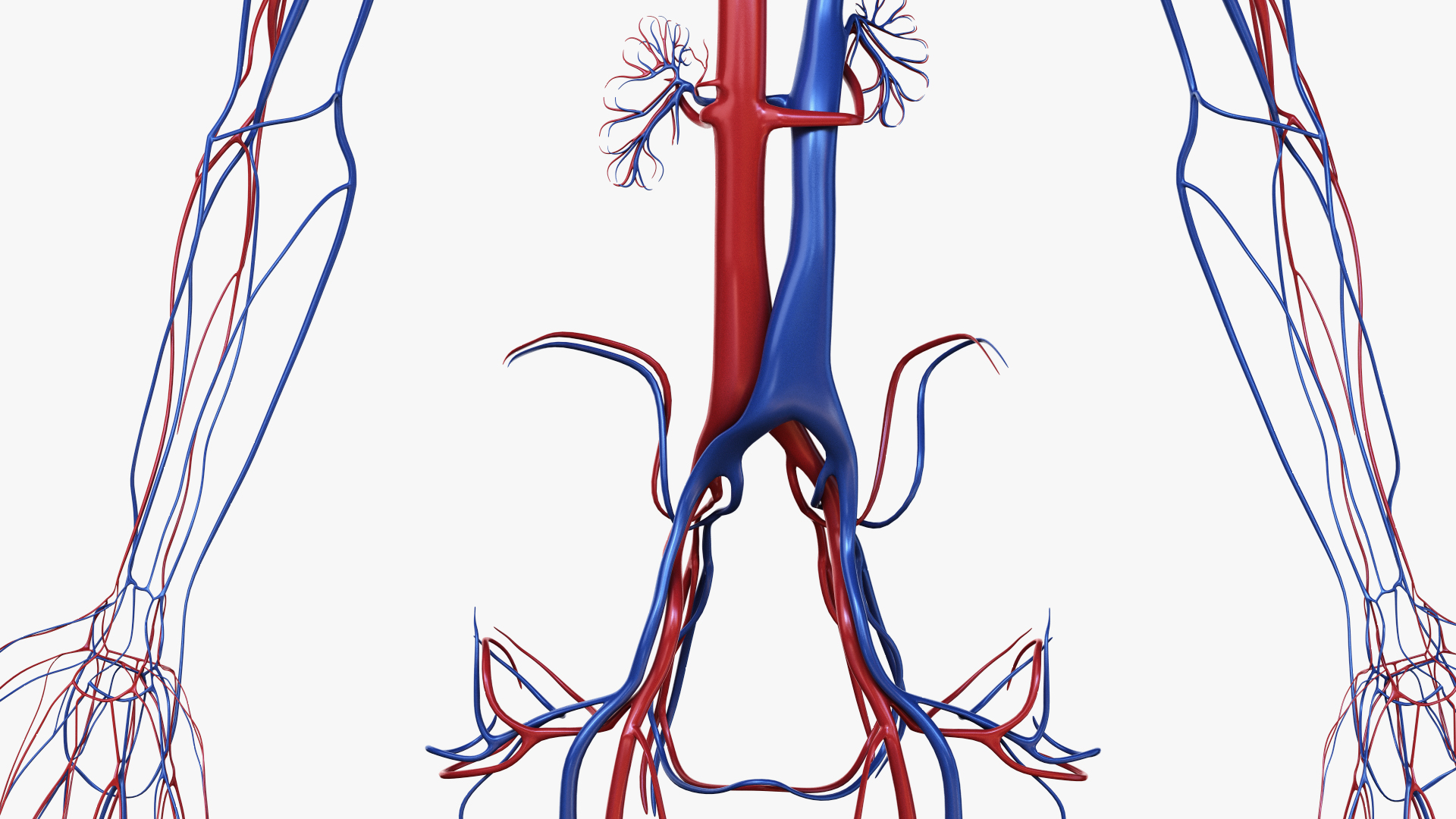 Female anatomy simplified model - TurboSquid 1469560