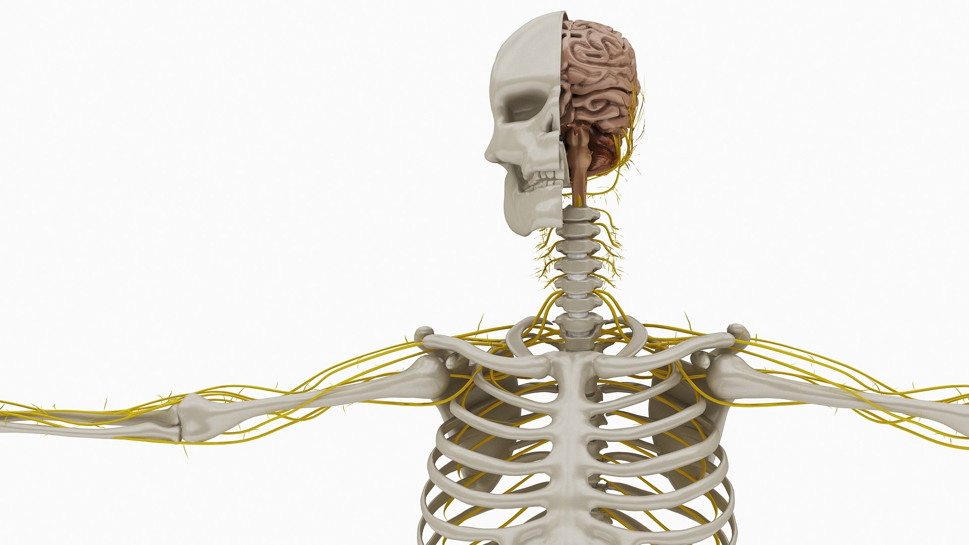 Nervous anatomy nerves 3D model - TurboSquid 1469617