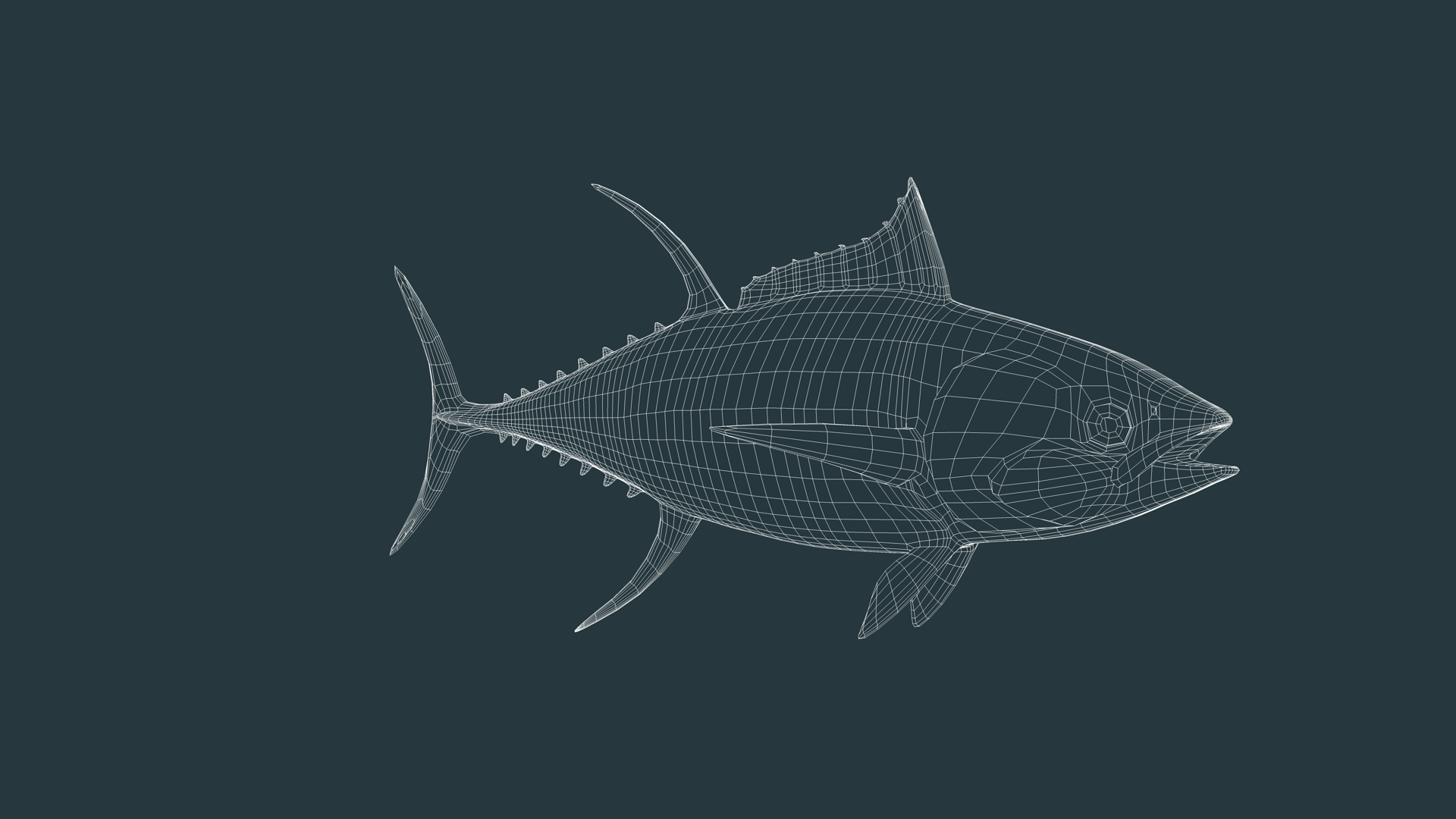3d realistic yellowfin tuna model