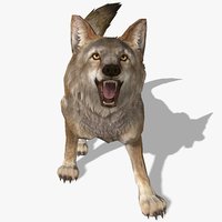 3D COYOTE Models | TurboSquid