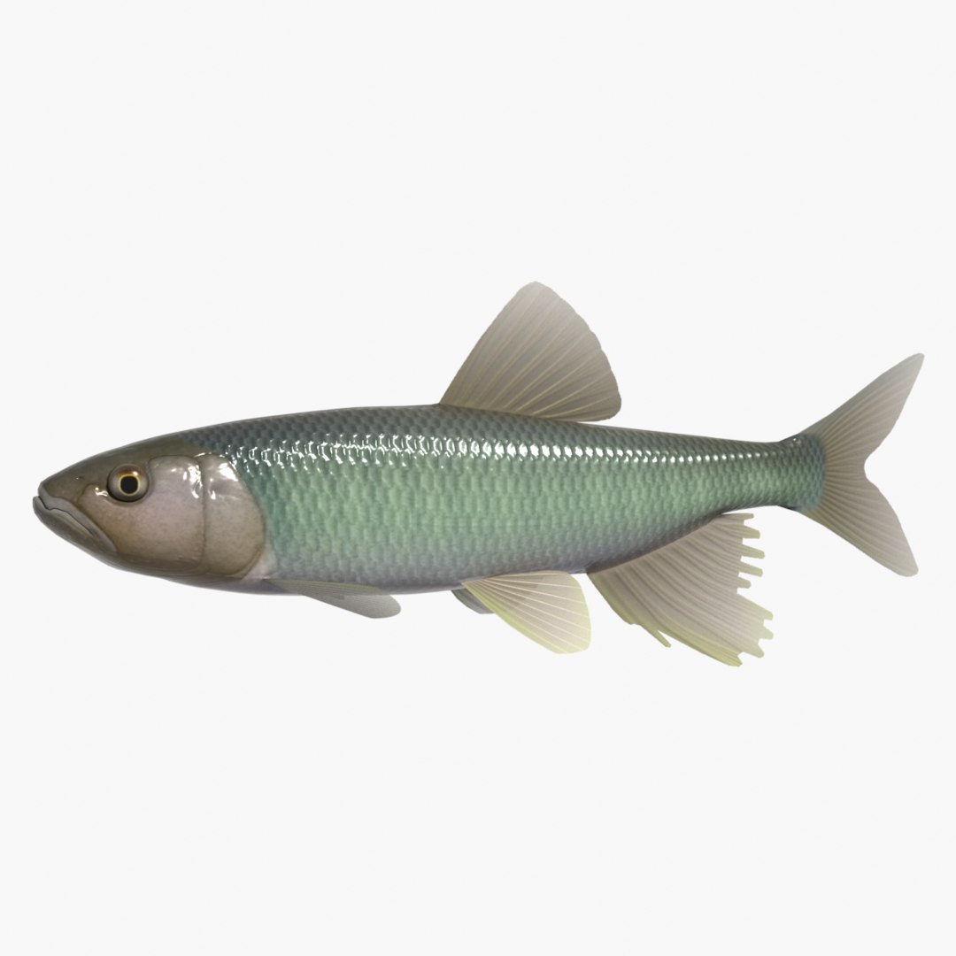 3d 3ds opsariichthys hasu