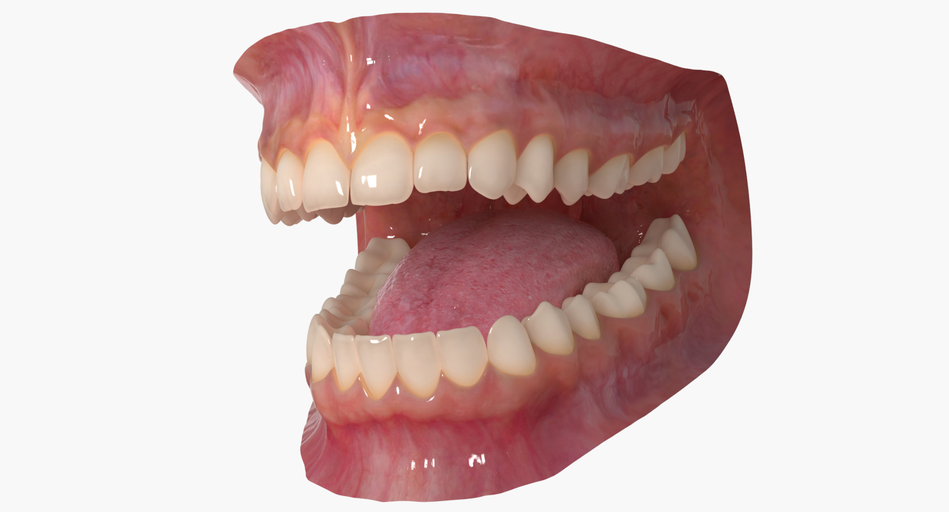 3D mouth gums cheeks - TurboSquid 1471564