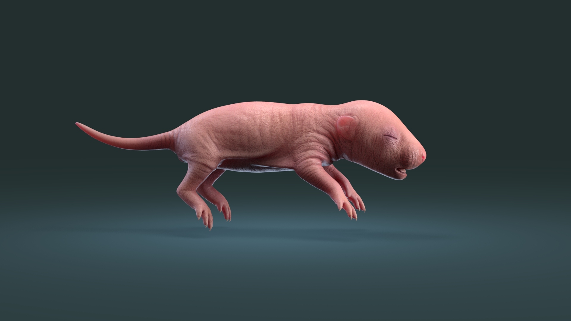 3D rat baby newborn - TurboSquid 1471456