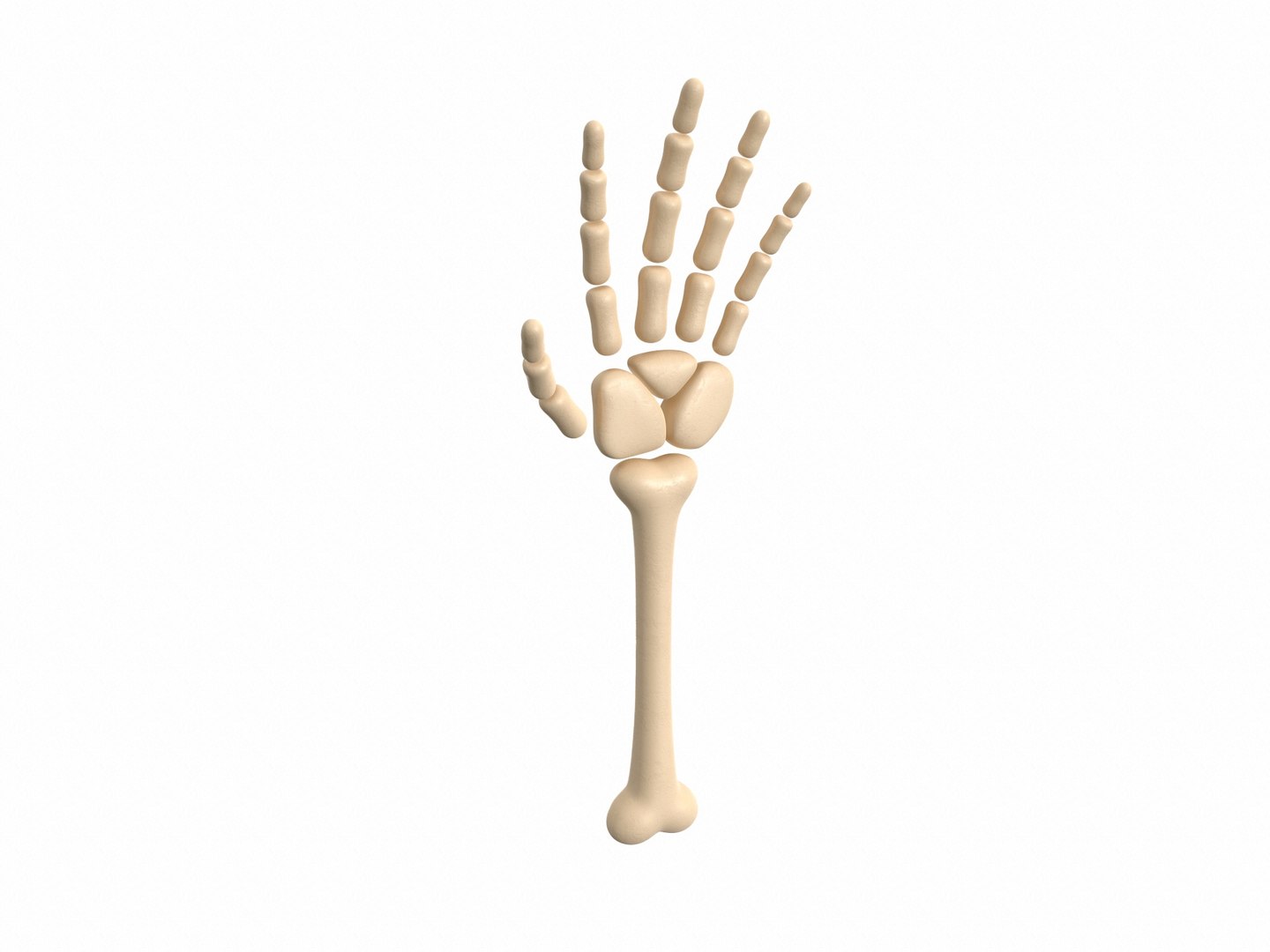 Arm bone 3D model - TurboSquid 1472028