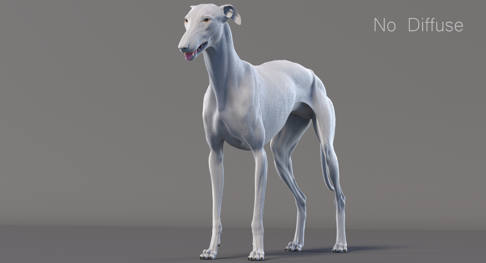 3D realistic greyhound rigged animations model - TurboSquid 1472315